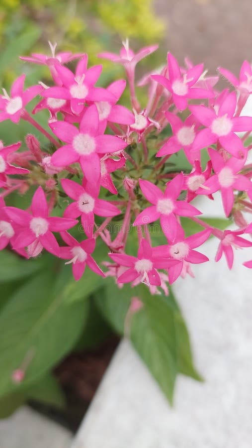 Beautiful Pentas Lanceolata Stock Photo - Image of herb, plant: 282037524