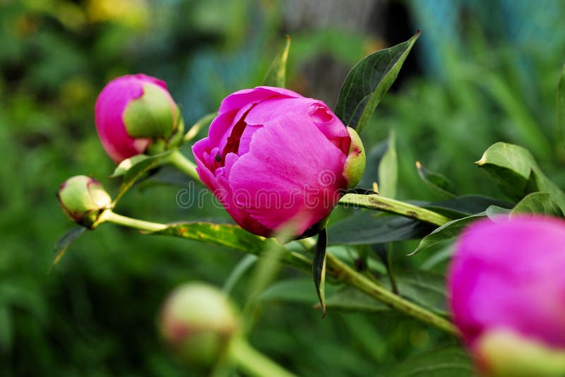 Peon stock image. Image of green, nature, fragility - 101411163