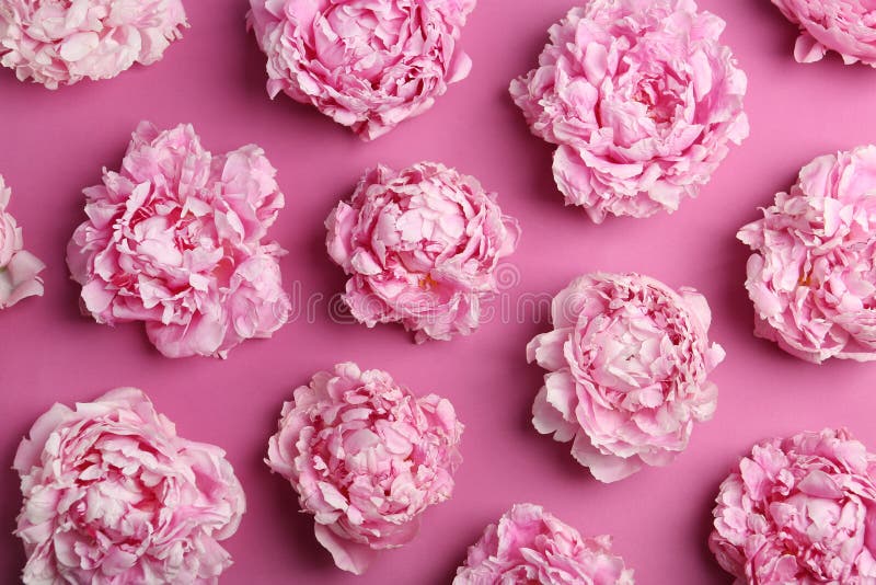 Beautiful Peonies on Background, Flat Lay Stock Photo - Image of garden ...
