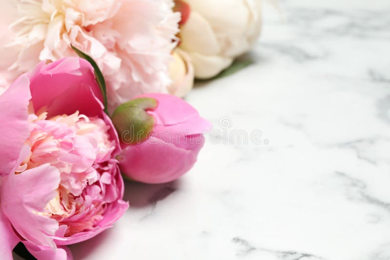 Beautiful Peonies on White Background, Closeup. Space for Text Stock ...