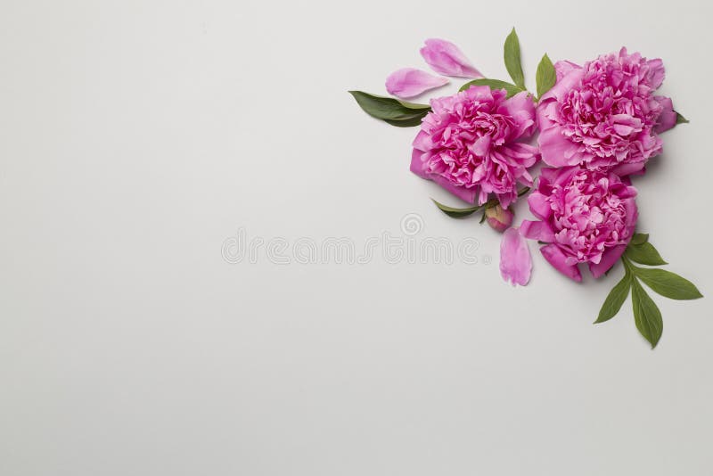 Beautiful Peony Flowers on Color Background, Top View Stock Image ...