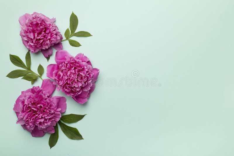 Beautiful Peony Flowers on Color Background, Top View Stock Photo ...