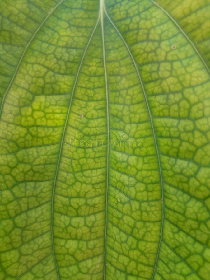 Beautiful Pepper Leaf Texture. Fresh Pepper Leaf Background Stock Image ...