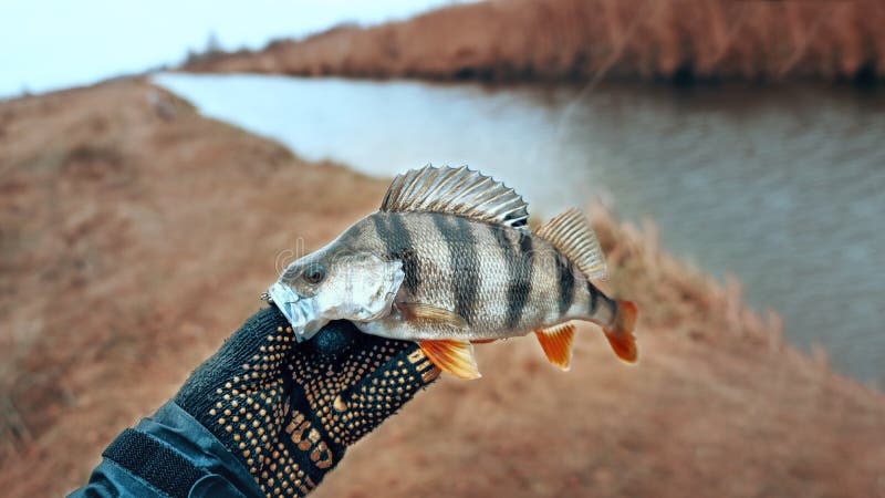 Beautiful Perch in the Hand of Angler Stock Image - Image of wildlife ...