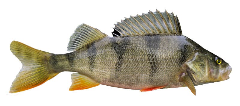 Beautiful Perch isolated stock photo. Image of horizontal - 326712760