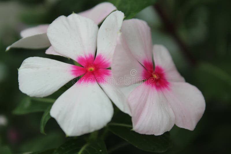 Beautiful Periwinkle Flower Stock Photo - Image of vinca, periwinkle ...