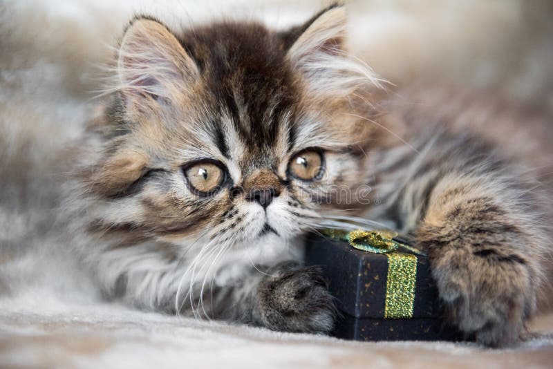 Beautiful Persian Kitten Cat Marble Color Coat Stock Image - Image of ...
