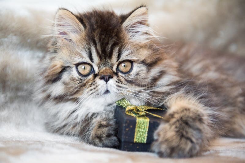 Beautiful Persian Kitten Cat Marble Color Coat Stock Image - Image of ...
