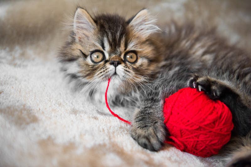 Beautiful Persian Kitten Cat Marble Color Coat Stock Image - Image of ...