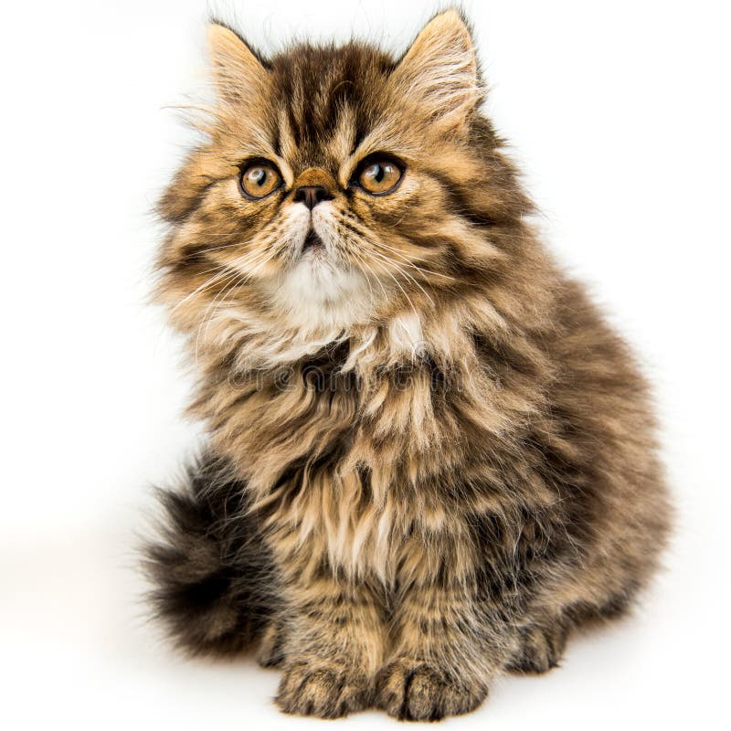 Beautiful Persian Kitten Cat Marble Color Coat Stock Image - Image of ...