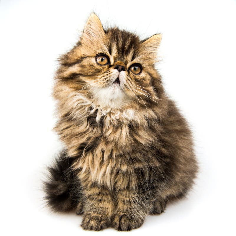 Beautiful Persian Kitten Cat Marble Color Coat Stock Image - Image of ...