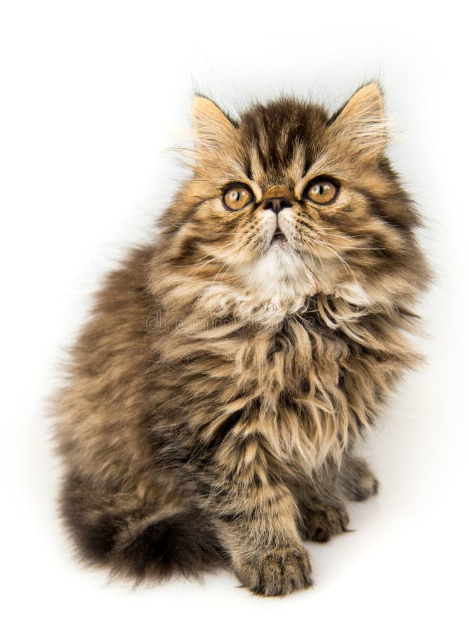 Beautiful Persian Kitten Cat Marble Color Coat Stock Image - Image of ...