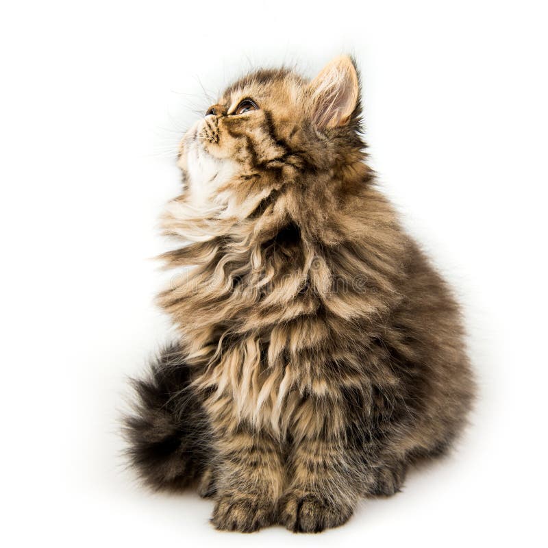 Beautiful Persian Kitten Cat Marble Color Coat Stock Image - Image of ...