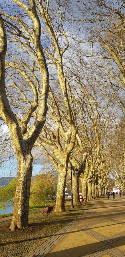 Perspective of Trees in Forest Stock Image - Image of outdoors ...