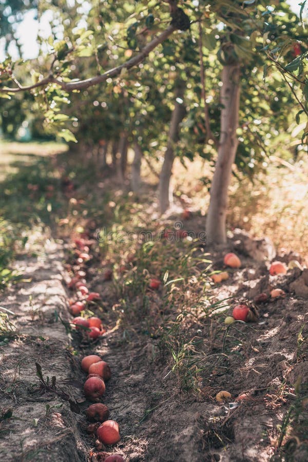 Rows of Apple Trees in an Apple Orchard on a Background of Green Grass ...