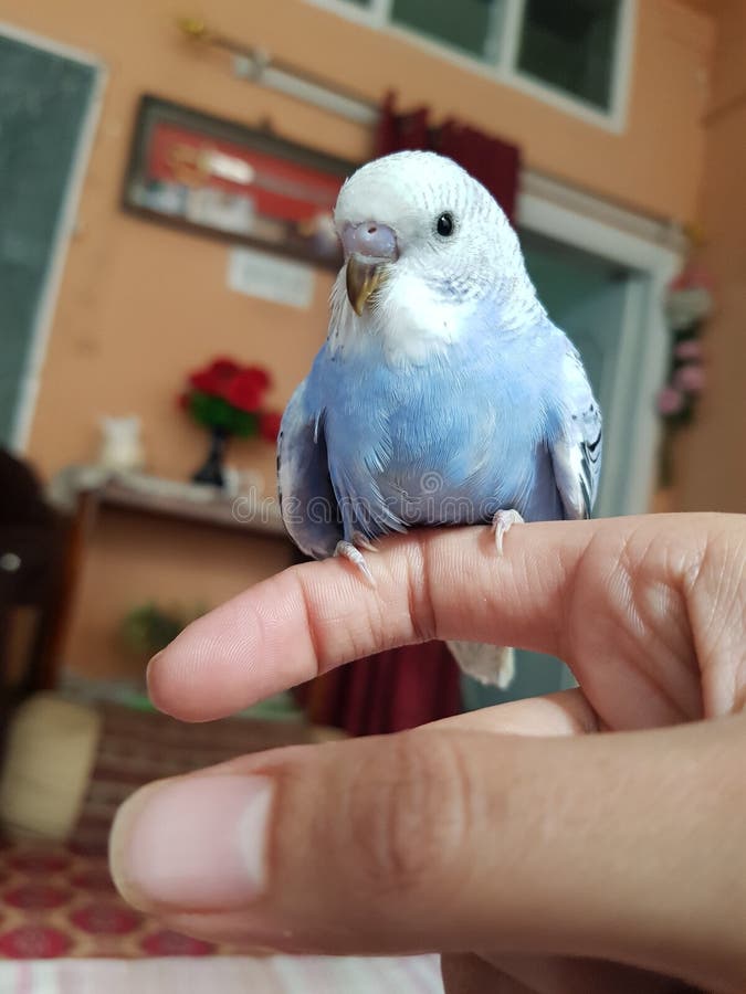 Bugri Stock Photos - Free & Royalty-Free Stock Photos from Dreamstime