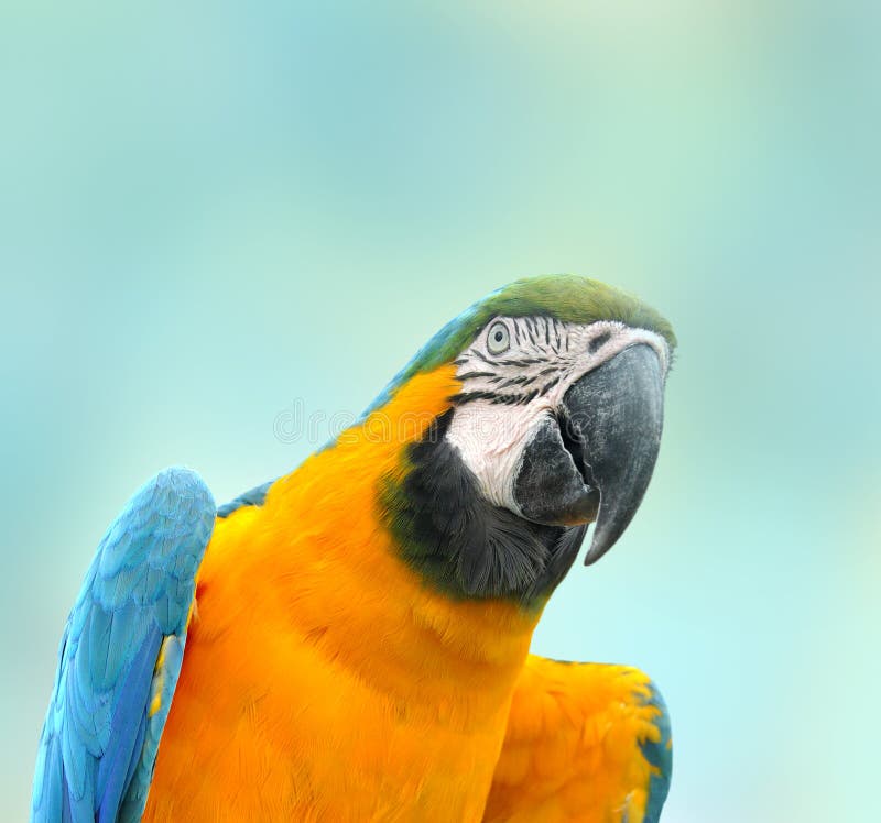 Beautiful Pet Parrot stock image. Image of close, parrots - 30524589