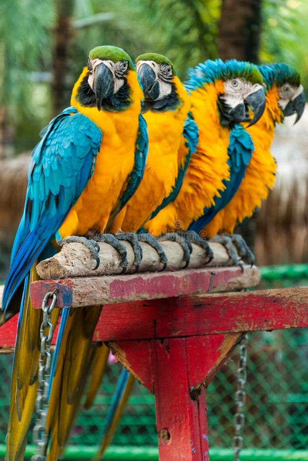 Beautiful Pet Parrot Macaw stock image. Image of life - 35926811