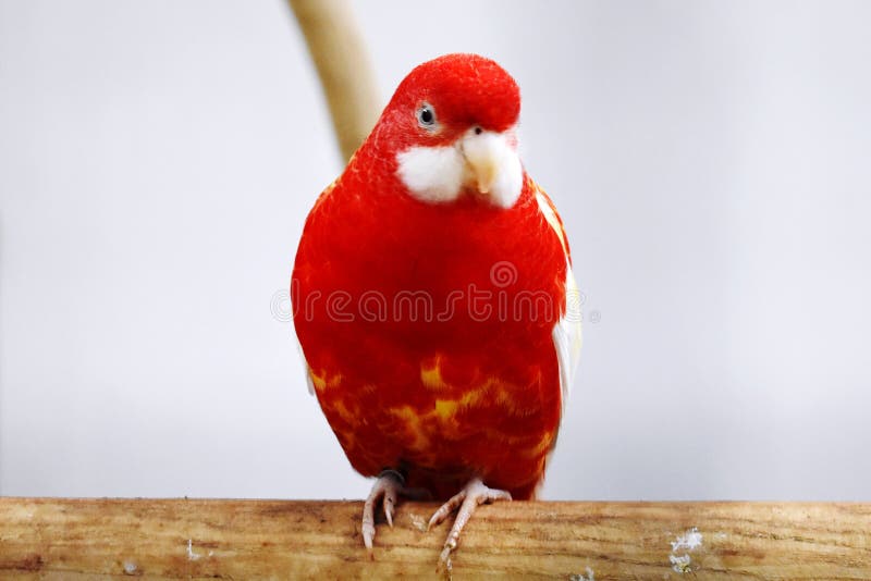 A beautiful Pet Red parrot stock photo. Image of branch - 250102706