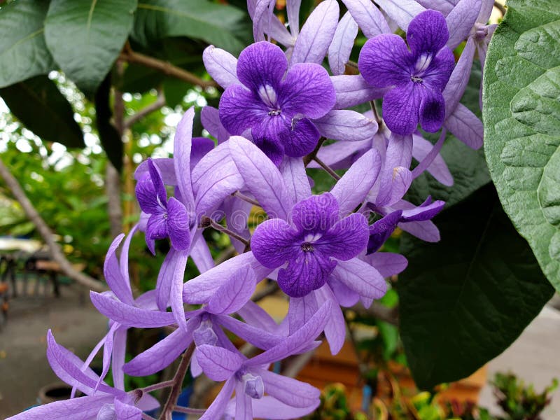 Beautiful Petrea Volubilis Flower Stock Photo - Image of bloom, detail ...