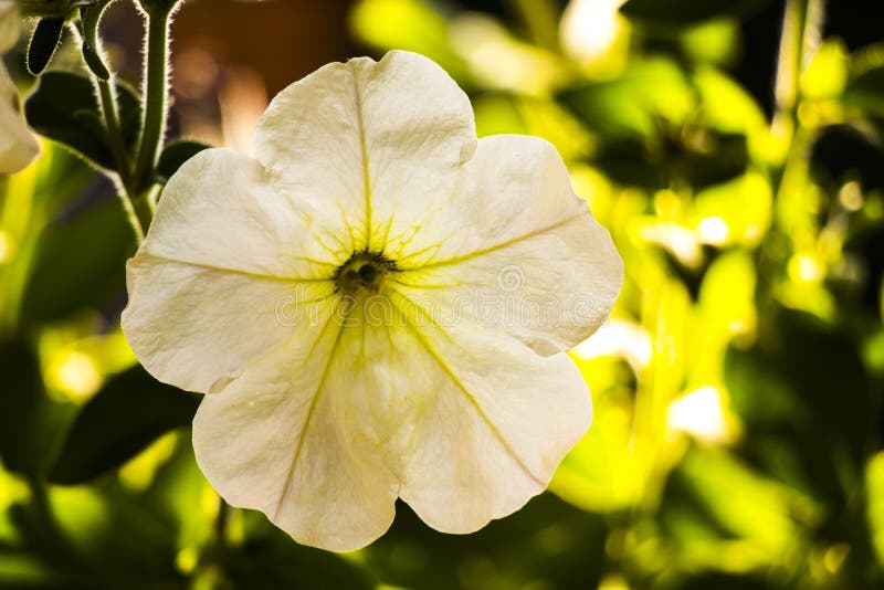 Beautiful petunia stock image. Image of petal, natural - 97465981