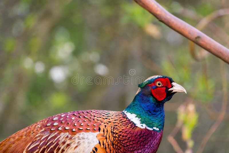 An Beautiful pheasant stock photo. Image of outdoor - 215291054