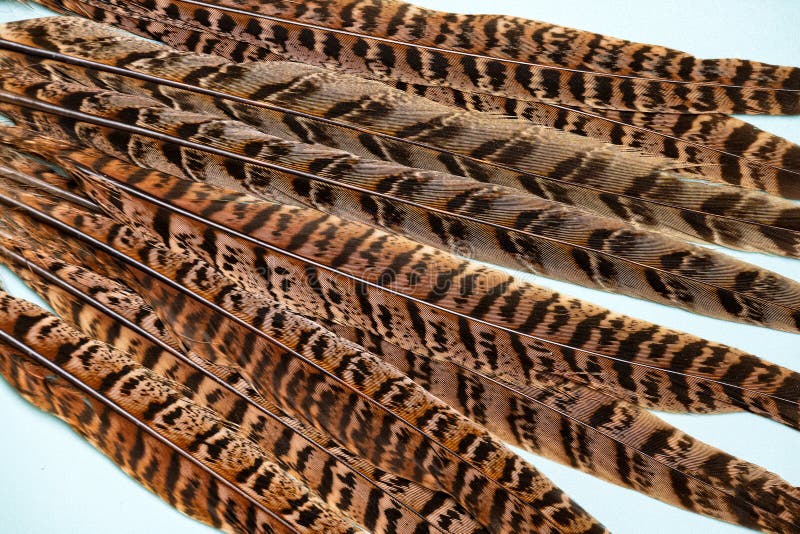 Beautiful Pheasant Feathers Close Up Stock Photo - Image of bird, white ...