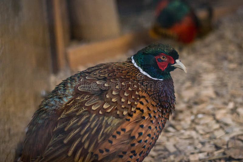 Beautiful Pheasant Looks at Frame Stock Photo - Image of grass, beak ...