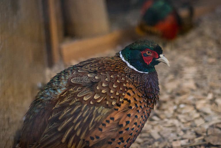 Beautiful Pheasant Looks at Frame Stock Photo - Image of grass, beak ...