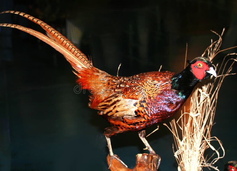 Beautiful pheasant stock photo. Image of golden, horizontal - 88028098