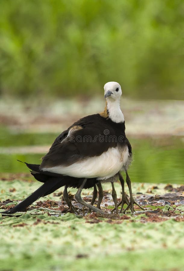 Beautiful Pheasant Tailed Jacana Family Stock Photo - Image of climate ...