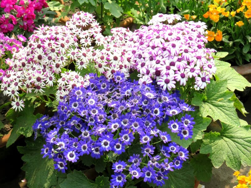 Batani Stock Photos - Free & Royalty-Free Stock Photos from Dreamstime