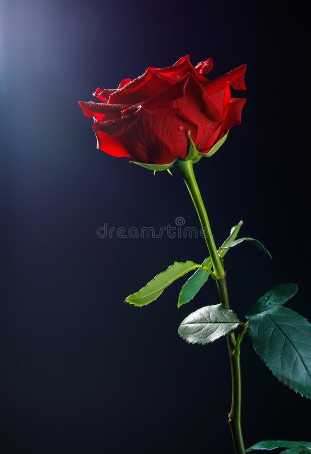 Beautiful Photo of a Big Red Rose Stock Photo - Image of luxury, bloom ...