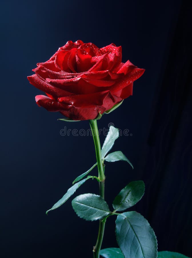 Beautiful Photo of a Big Red Rose Stock Photo - Image of beautiful ...