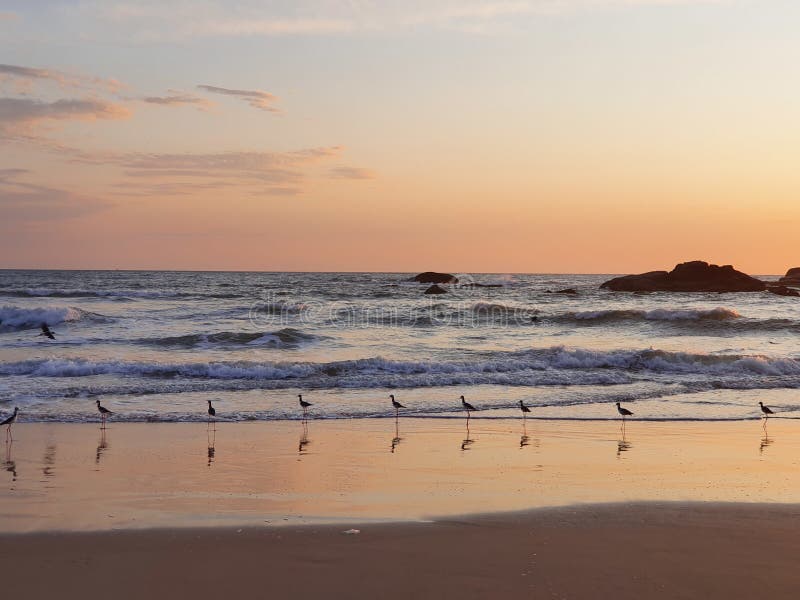 Beautiful Photo of Birds on the Edge of the Beach at Sunrise Stock ...