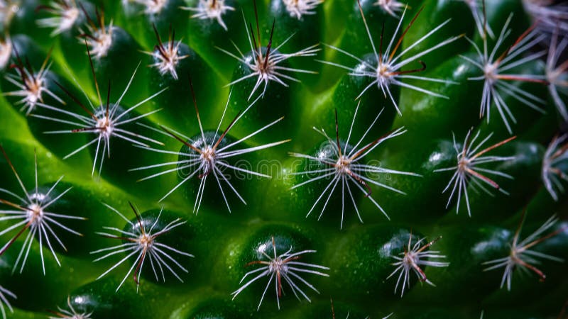 High Resolution Photo of Closeup Spikes of a Cactus. Stock Photo ...