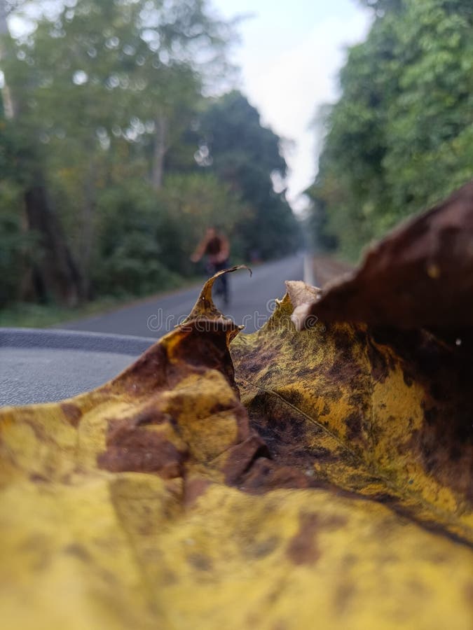 Beautiful Photo Capture of a Highway in the Forest in the Backdrop of a ...