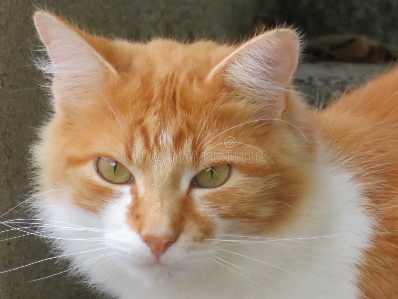 Beautiful Photo of Cat of Great Beauty and Size Stock Photo - Image of ...