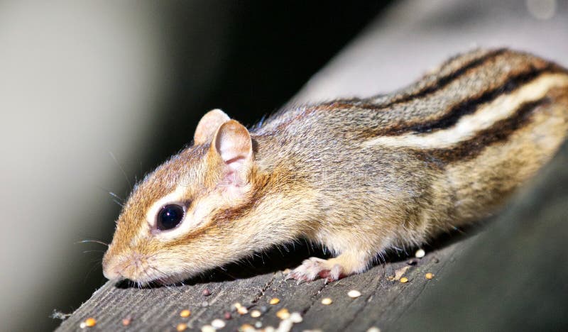 Chipmunk Photo Stock. Close-up Profile Side View on a Rock with a Blur ...