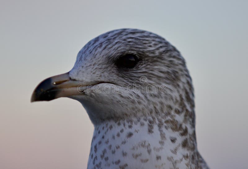 Beautiful Photo of a Cute Gull Stock Photo - Image of dots, wings: 87885816