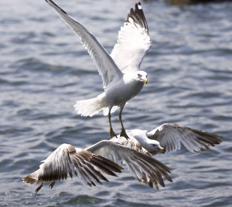 Beautiful Photo of the Flying Gulls Stock Image - Image of hamilton ...