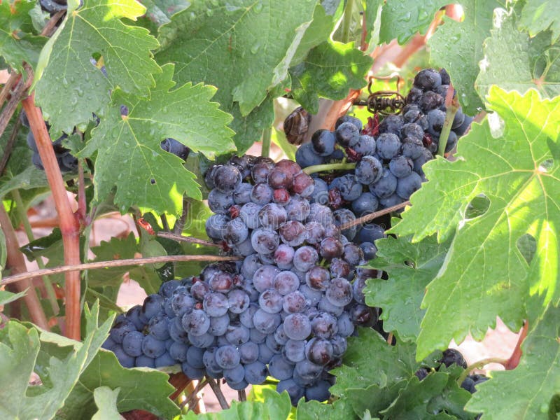Beautiful Photo of Grape Bunches of Nice Color and Great Taste Stock ...