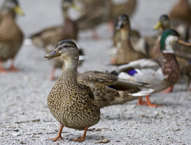 Beautiful Photo of a Group of Ducks Stock Photo - Image of beautiful ...
