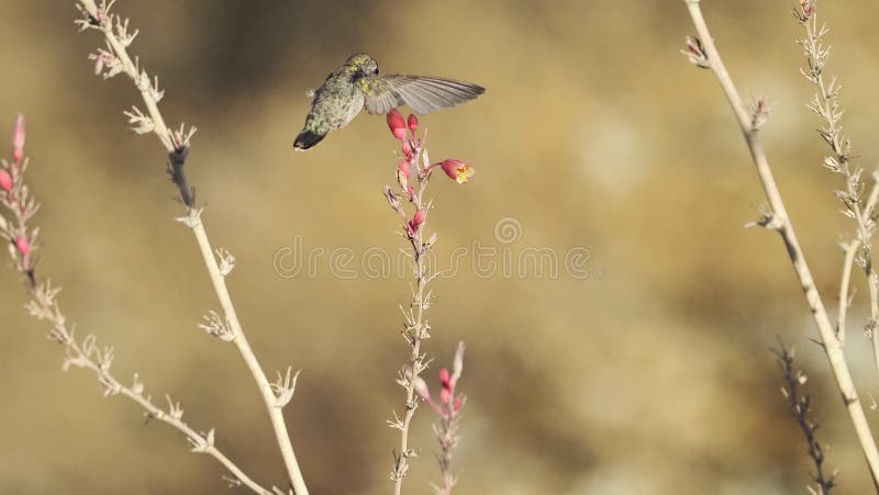 Above All Else stock image. Image of font, yellow, screenshot - 195178319