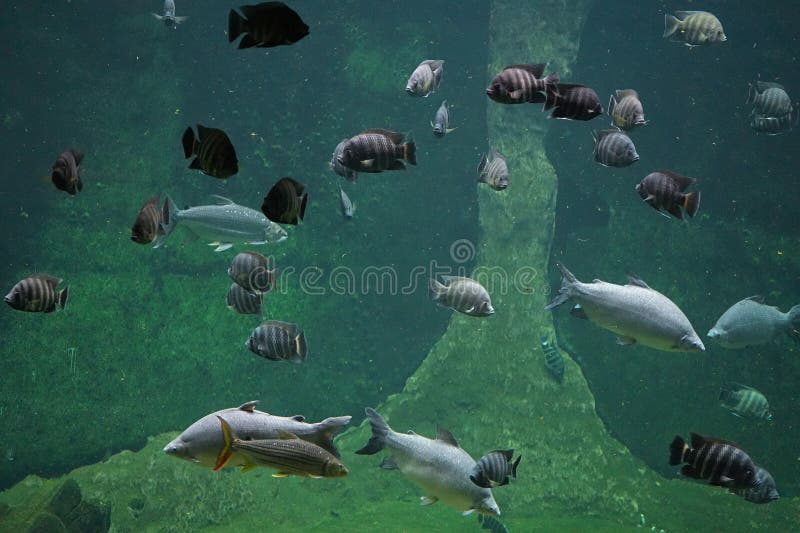 Beautiful Photo of Large Aquarium with Many Different Fish Stock Image ...