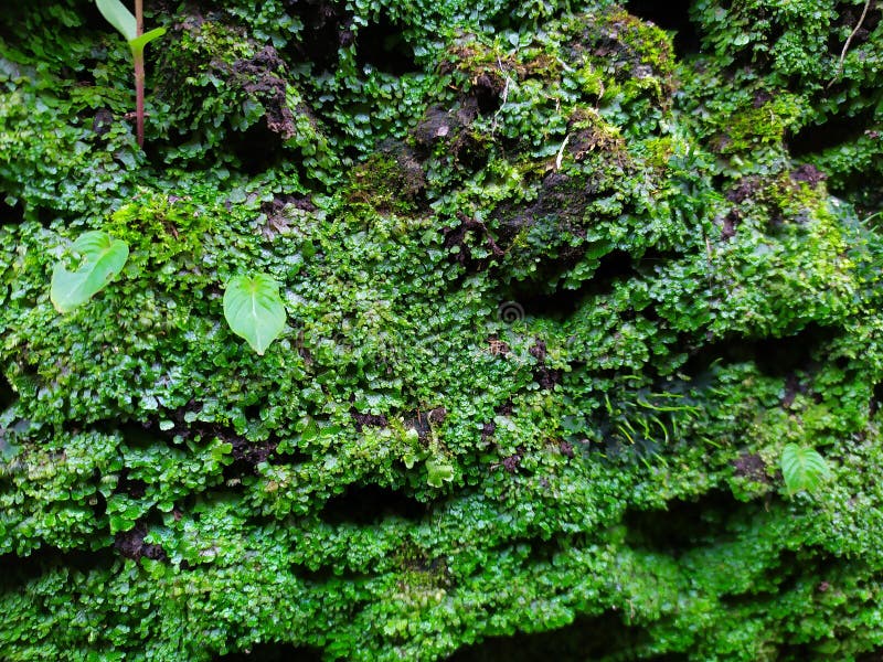 Beautiful photo of mosses stock photo. Image of grass - 175938592