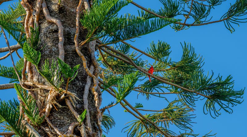 High Resolution Photo of a Red Bird on a Tree Branch. Stock Image ...
