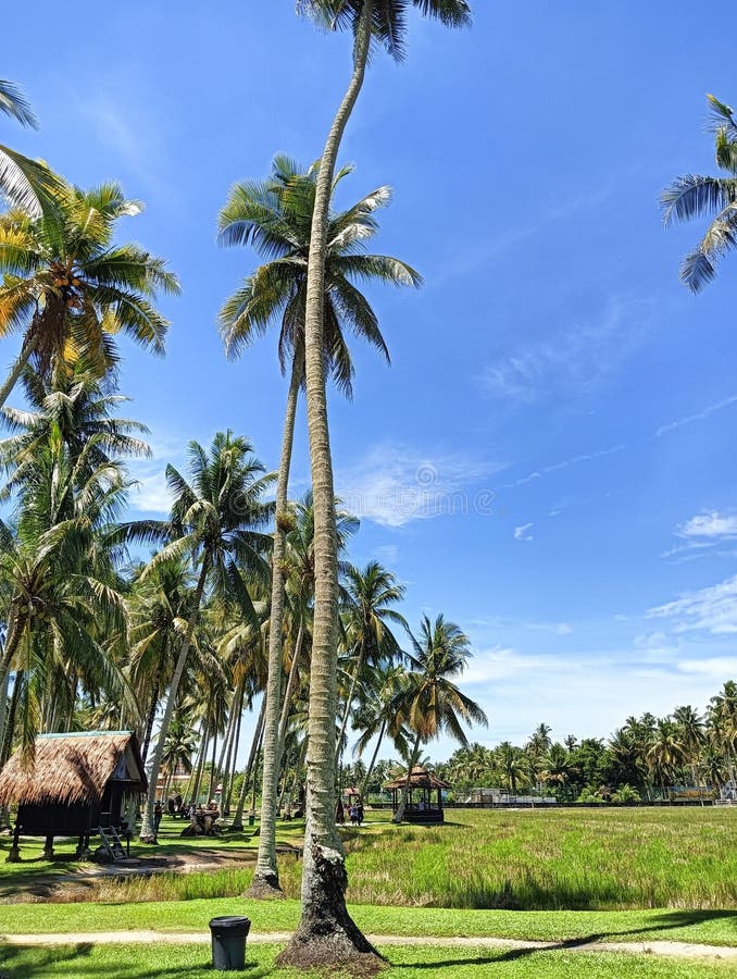 Beautiful Photo of Scenery at the Village Full with Coconut Tree Stock ...