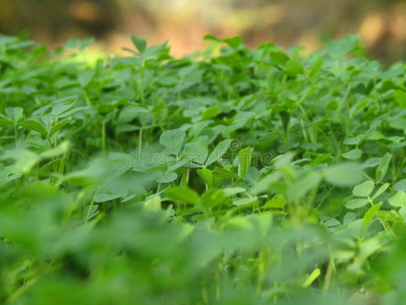 Beautiful Photo Shoot of Green Grass. Stock Image - Image of shrub ...