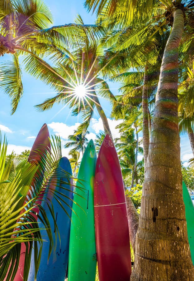 High Resolution Photo of the Sun Beaming on Surfboards Stock Image ...